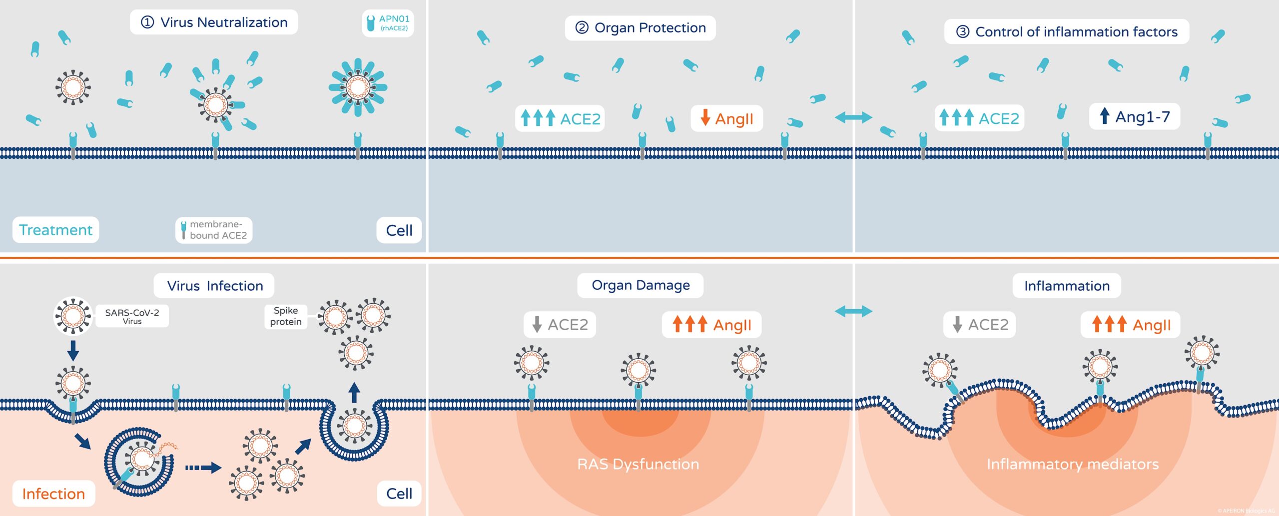 APN01 – Our work on a potential drug candidate for COVID-19 treatment ...